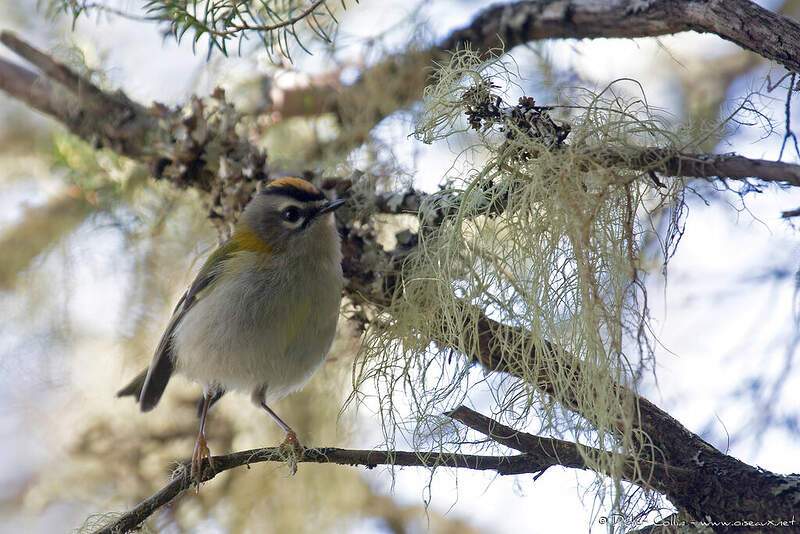 Madeira Firecrest - Regulus madeirensis adult - dico230326
